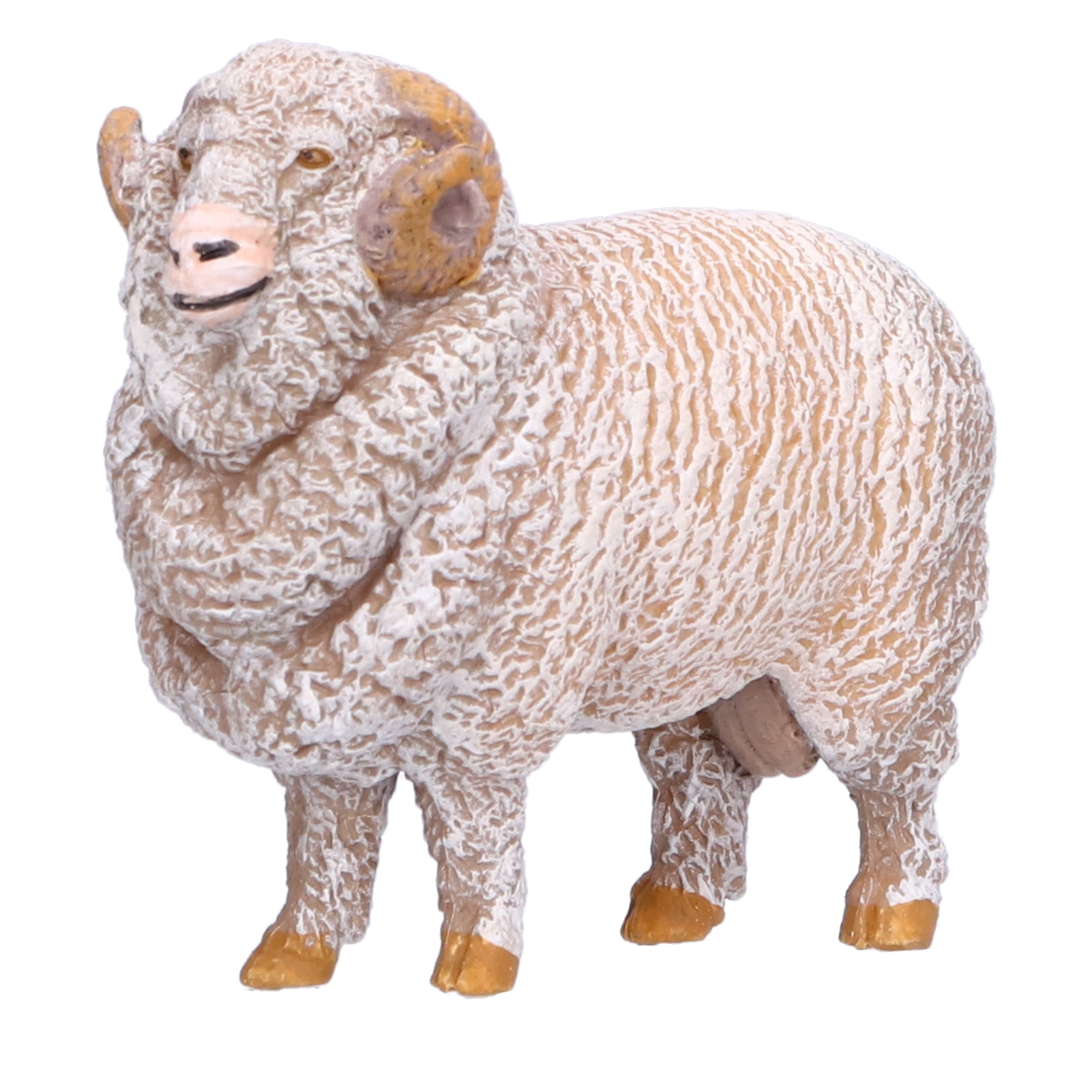 Pygmy Sheep