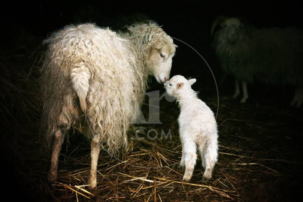Sheep with a Lamb Standing in the Doorway of the Barn Maternal Instinct ...