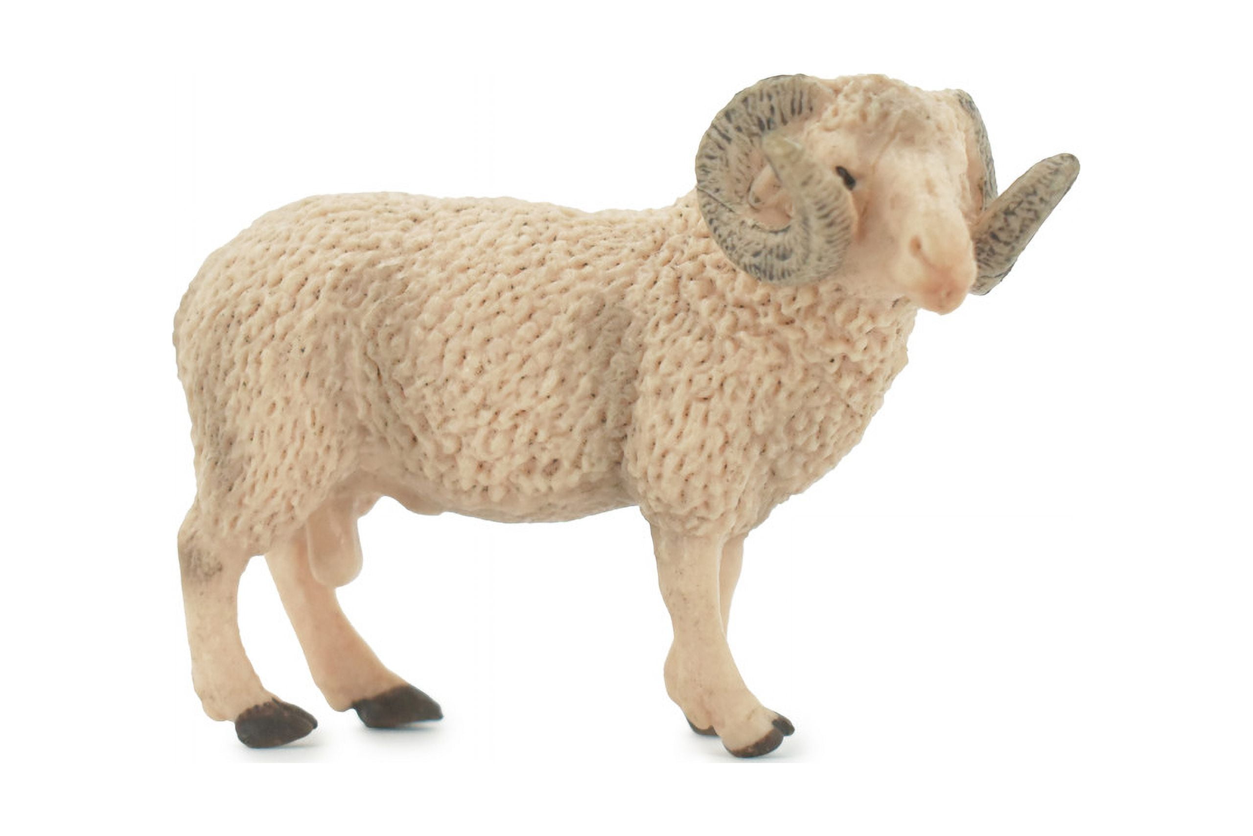 Sheep, Ram, Domestic sheep, Museum Quality, Rubber, Educational ...