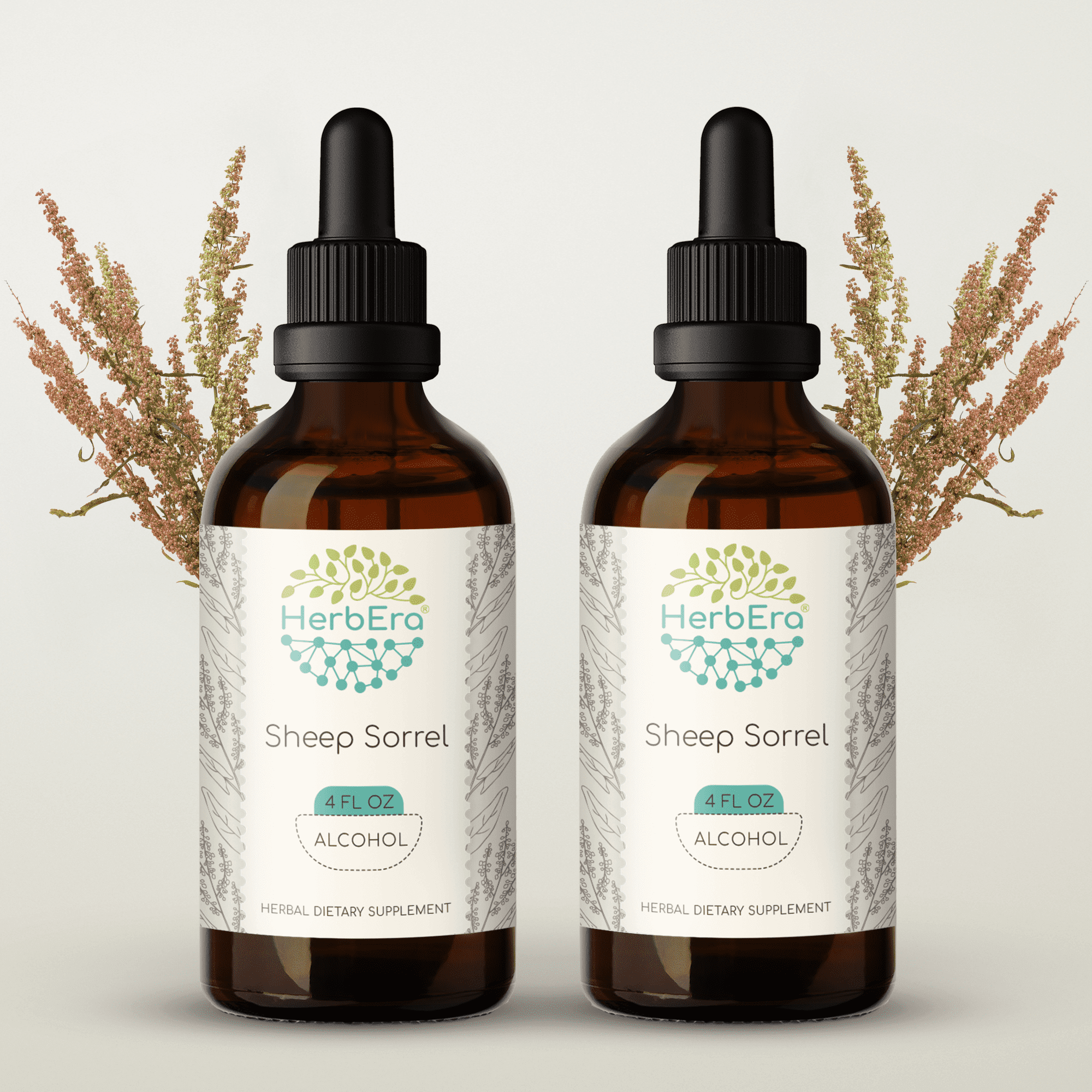 Sheep Sorrel Alcohol Herbal Extract Tincture, Super-Concentrated ...