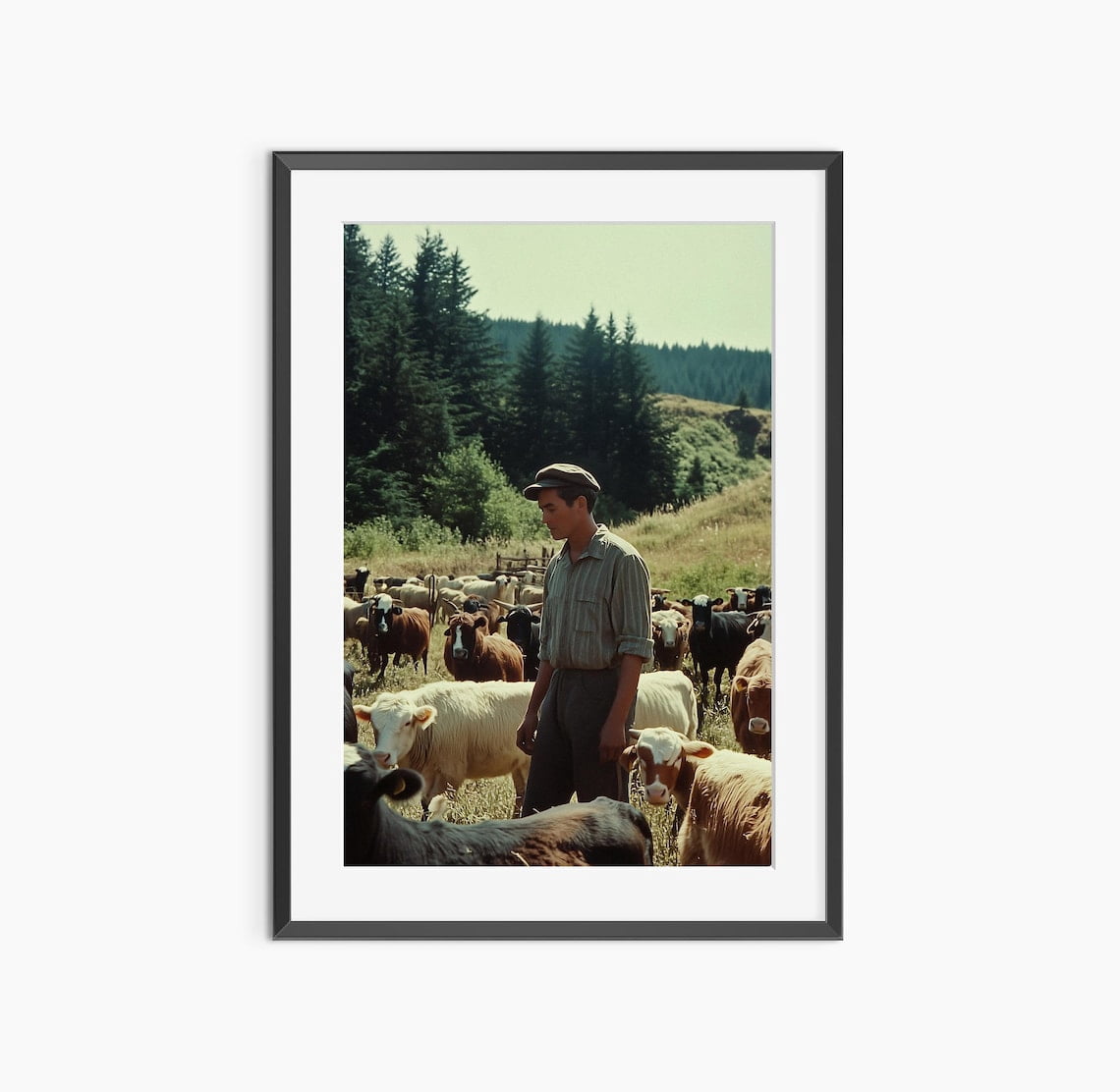 Sheep in Farm Shepherd Walking with Sheep Nature Vintage Retro Museum ...