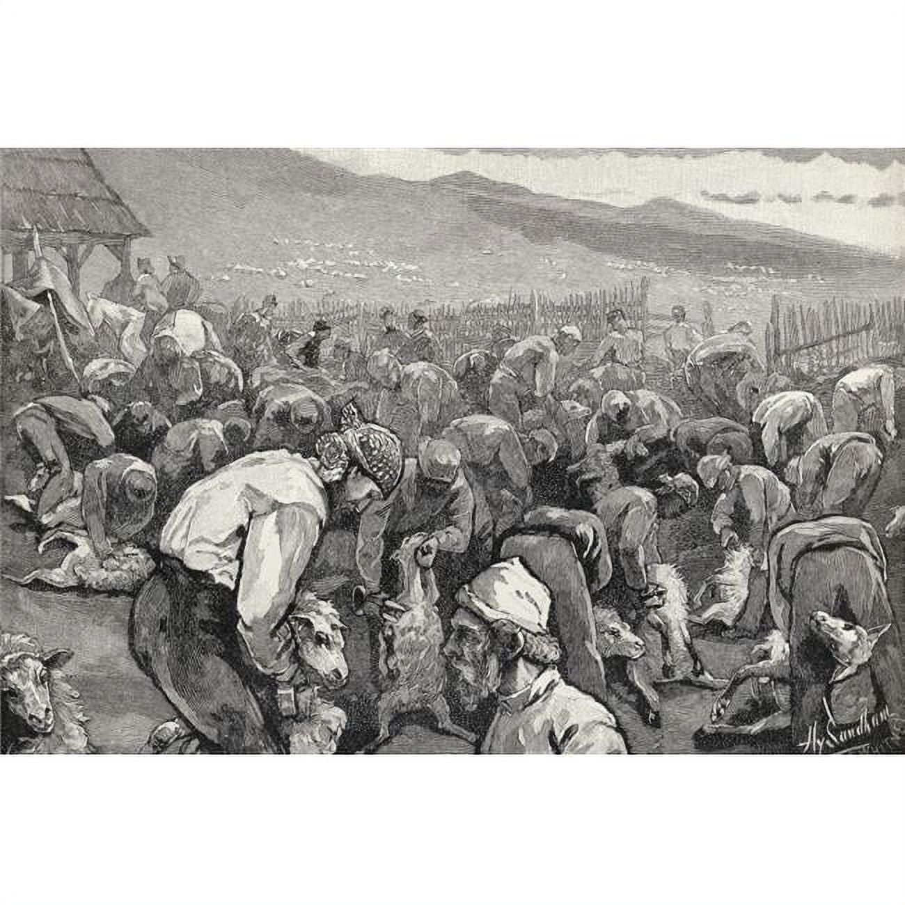 Sheepshearing In Southern California United States of America From the ...