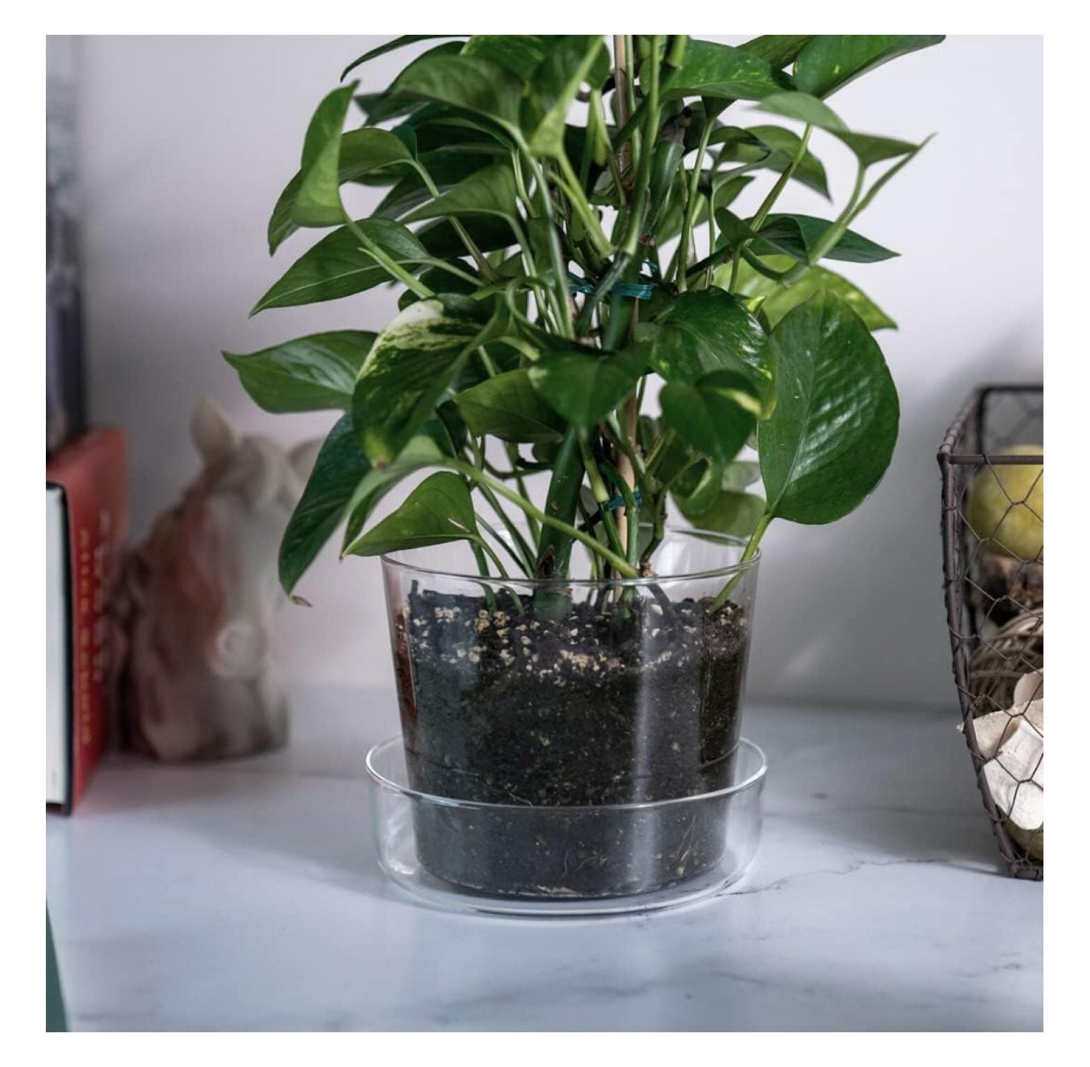 Sheer Glass Pot Planter with Drainage Holes & Tray - Decorative ...