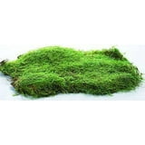 Sheet of Moss, 1 Each - Walmart.com