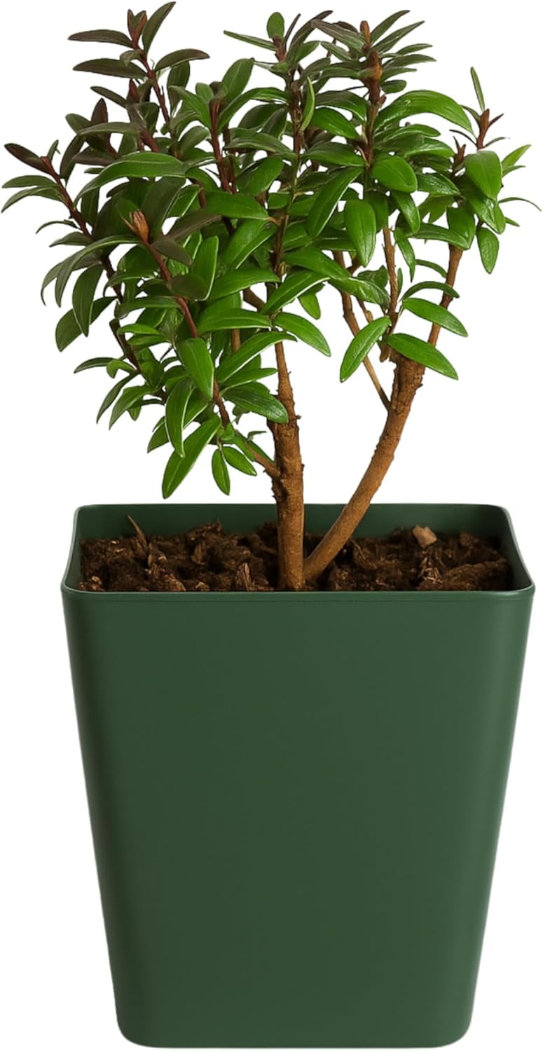 My Shelfie – Dwarf Myrtle Bonsai Starter Tree (Myrtus communis ...