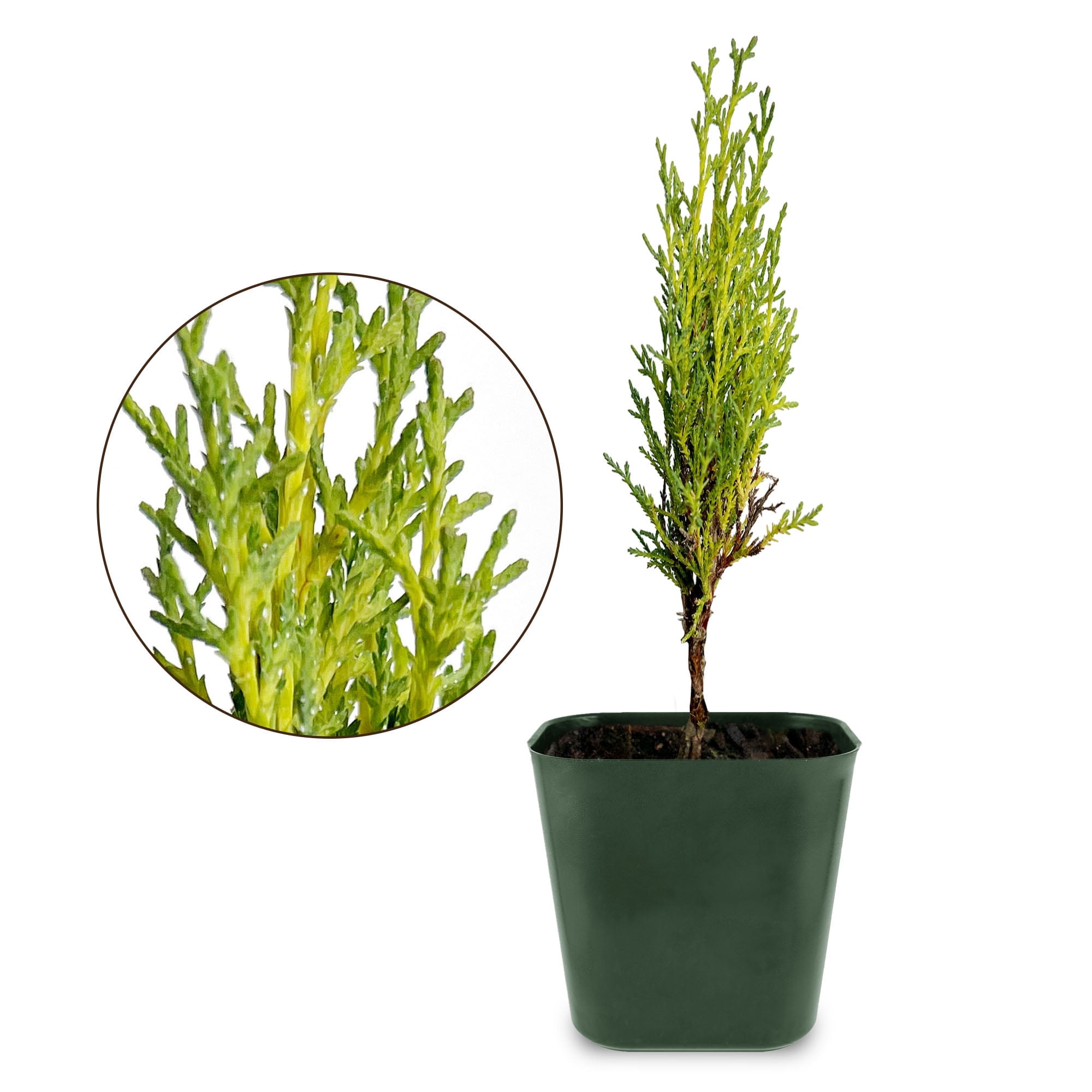My Shelfie - Evergreen Italian Cypress Tree Plant Starter, Bonsai Tree ...
