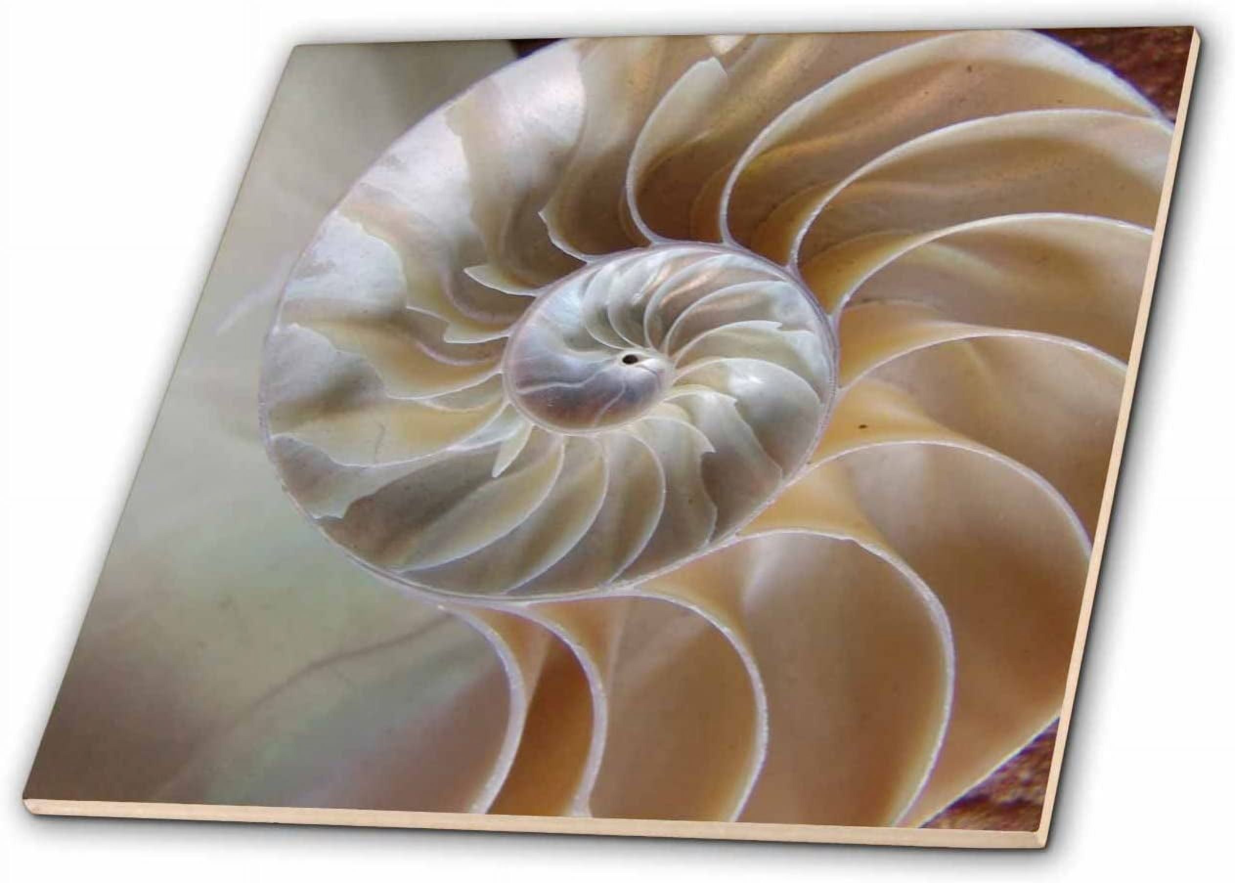 Shell-Ceramic Tile, 6-Inch - Walmart.com