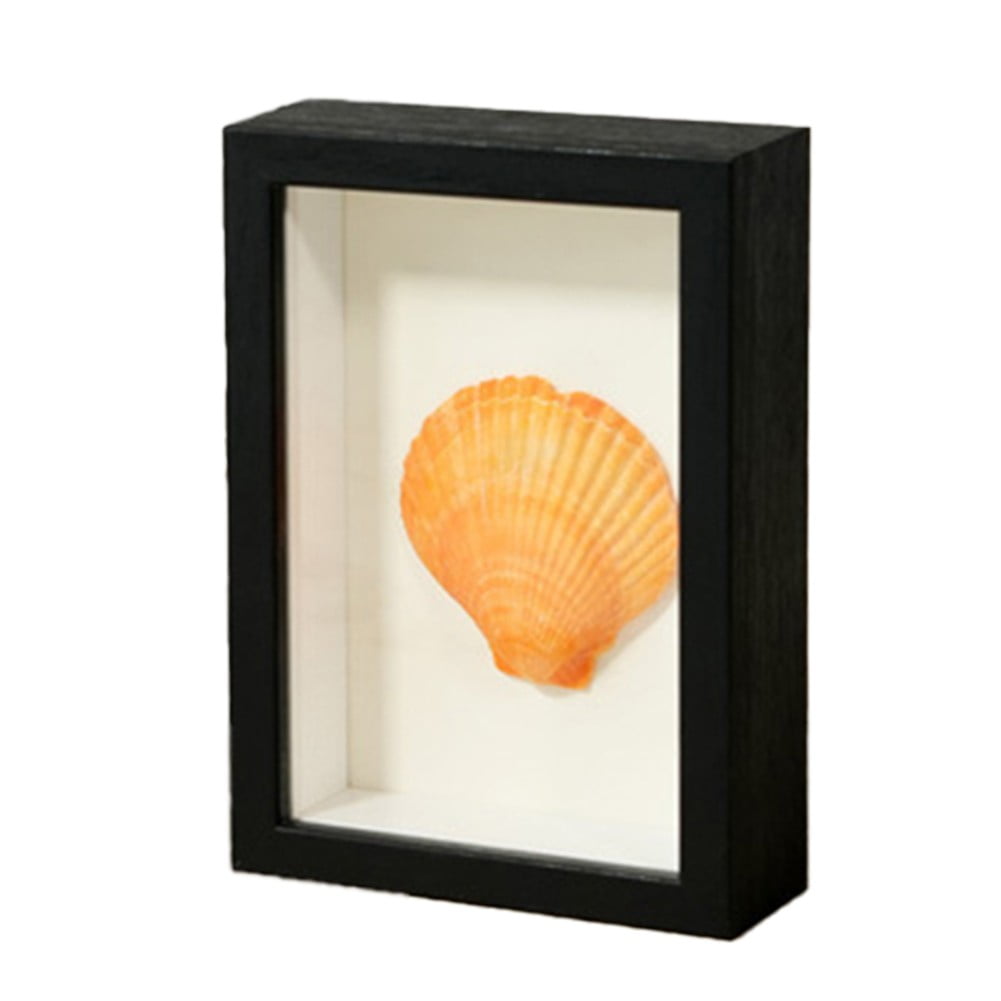 Shell Conch 3D Storage Box, Display Specimen & Shadow Case - Walmart.com
