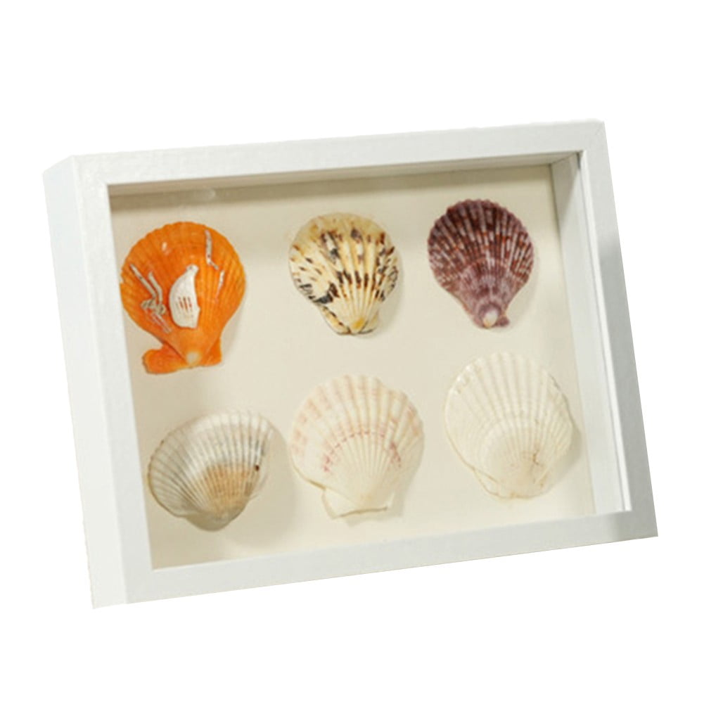 Shell Conch 3D Storage Box, Display Specimen & Shadow Case - Walmart.com