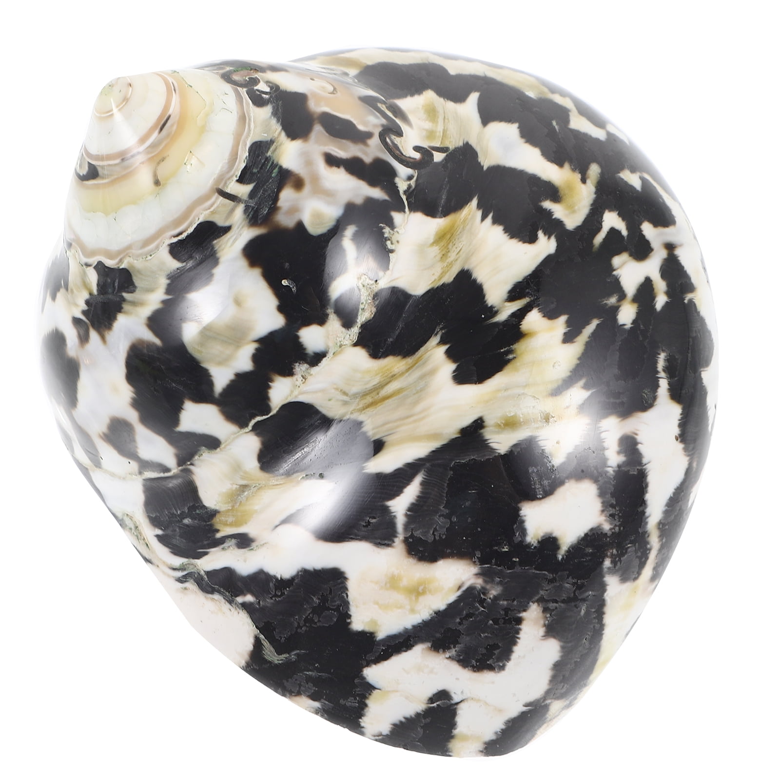 Natural Conch Aquarium Ornament Decor Unique Design Fish Tank Exquisite ...