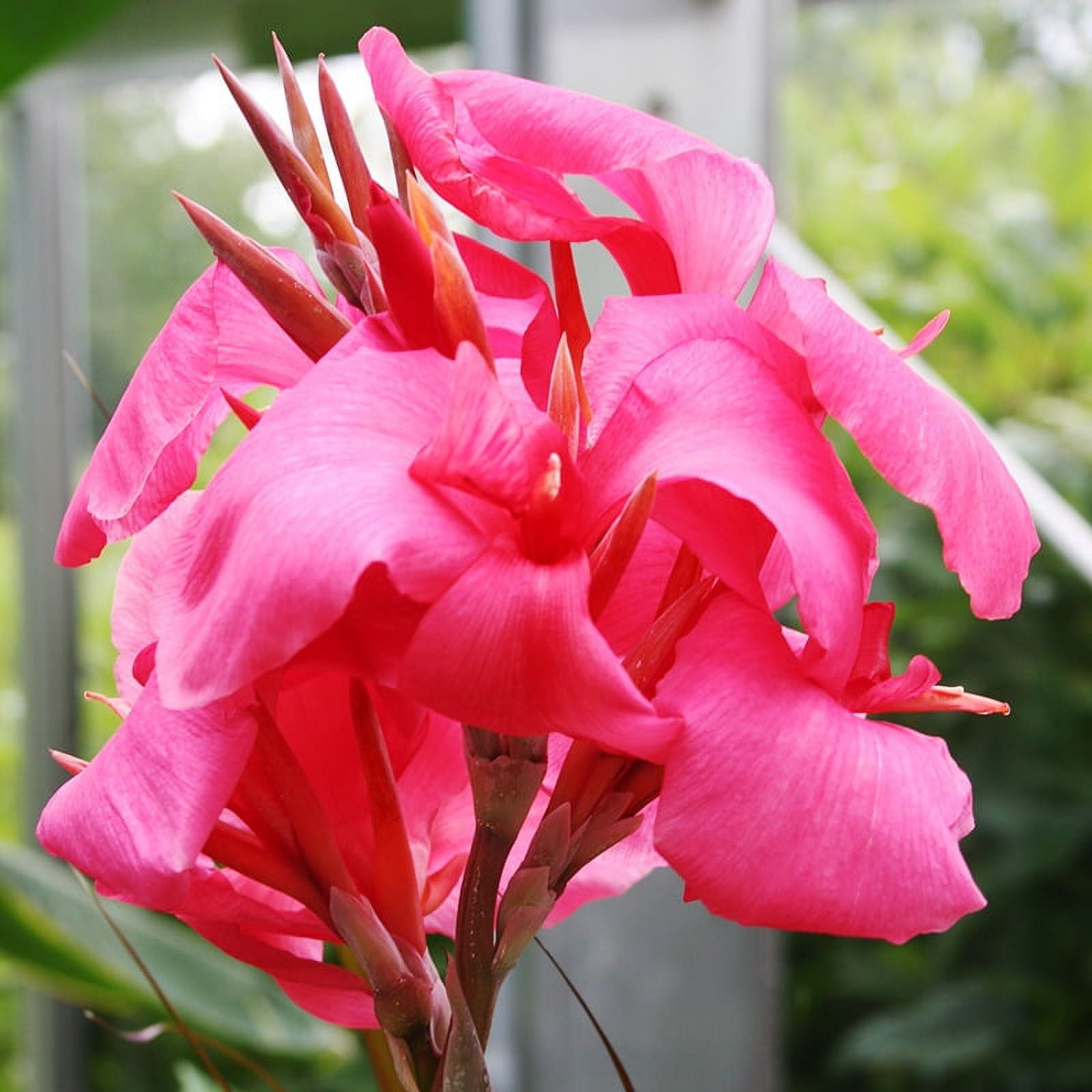 Shell Pink Dwarf Canna Lily Live Flower Bulbs for Outside Planting - 3 ...