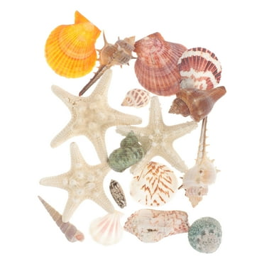 Jumbo Large Horse Conch Decorative Shell Seashell 12-14" - Walmart.com