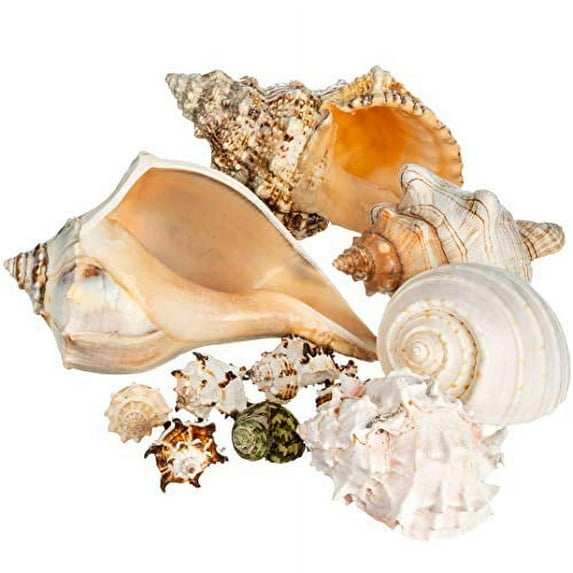 Shell Vase Filler | Imperfect Seashells Mixed Beach Seashells B Quality ...
