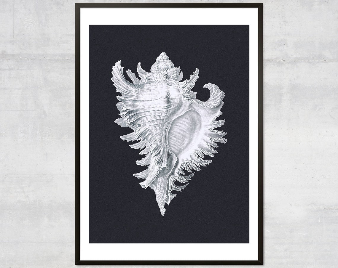 Shell Wall Art, White Nautical Decor, Minimal Coastal Wall Decor, Ocean ...