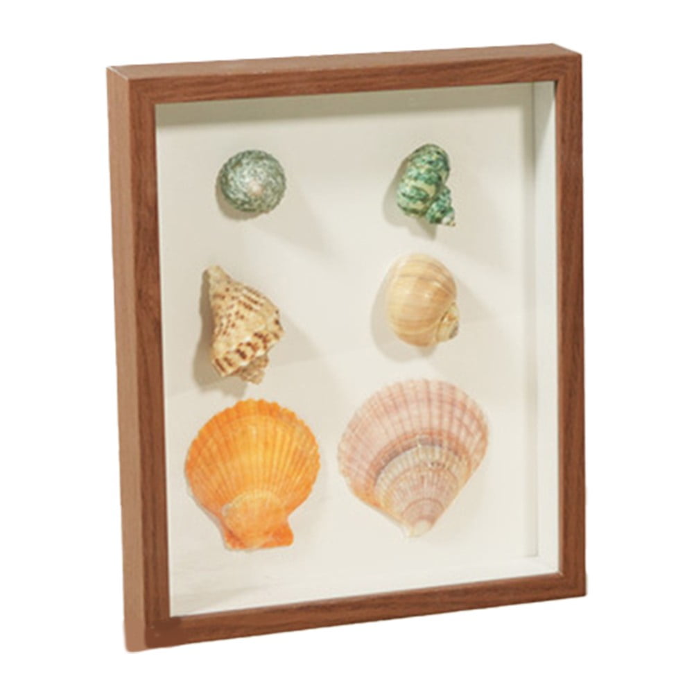 Shell conch three-dimensional storage box Display Specimen Shadow Case ...