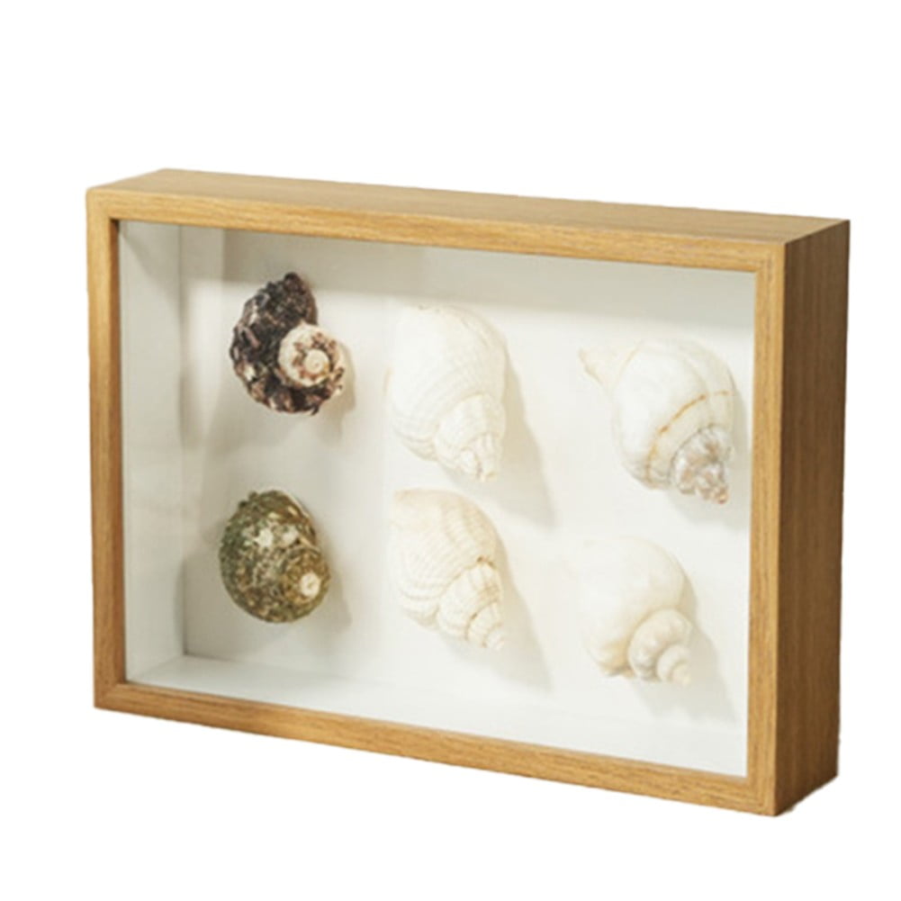 Shell conch three-dimensional storage box Display Specimen Shadow Case ...