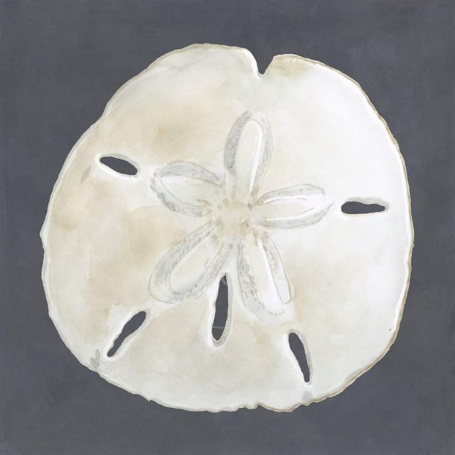 Shell on Slate II, Animals Unframed Art Print Wall Art by Megan Meagher ...