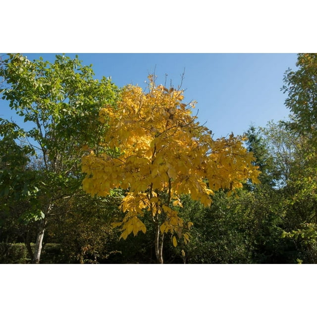 Shellbark Hickory Tree Seedlings for Planting - No Ship to California ...