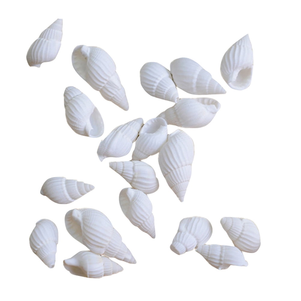 Shells Sea Crafts Conch Seashells Conches Shell Tiny Decorating Small ...