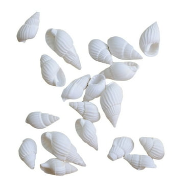 25 Small Green Limpet Shells Seashells Shellcraft Beautiful Beach Nautical - Walmart.com
