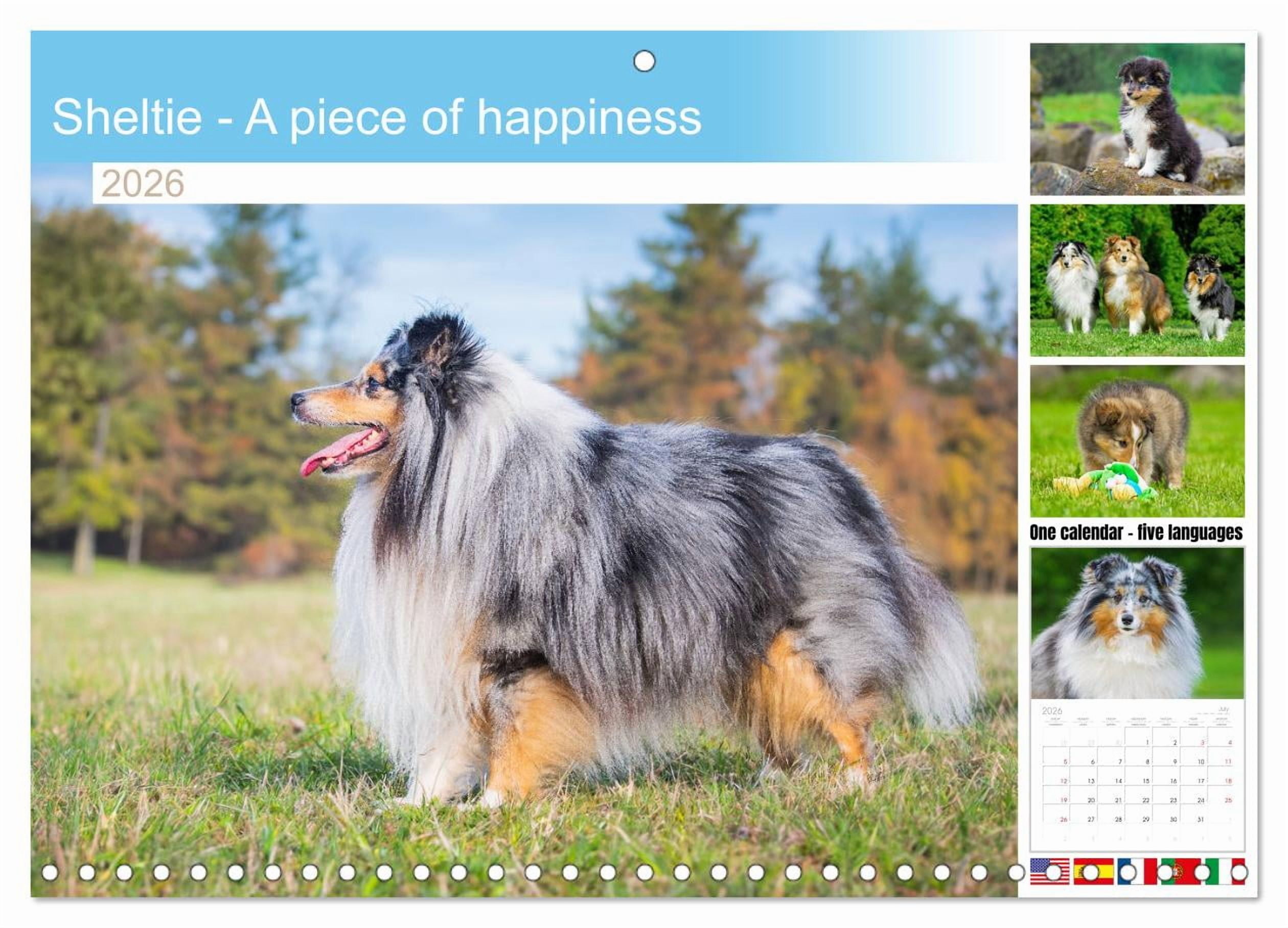 Sheltie - A piece of happiness (Monthly Wall Calendar 2026 11.7 x 16.5 ...