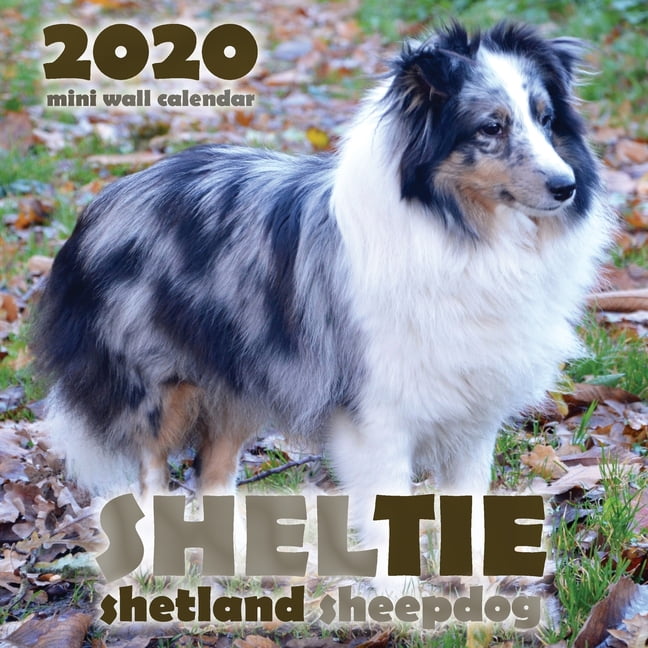 Sheltie : Shetland Sheepdog 2020 Mini Wall Calendar (Paperback ...