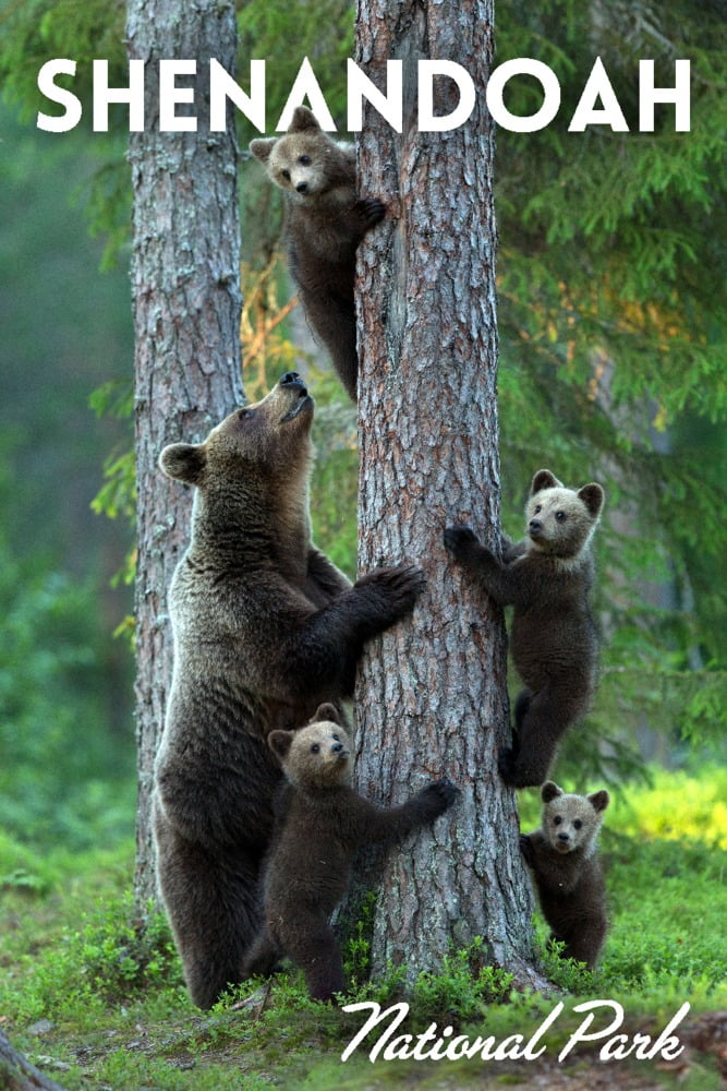 Shenandoah National Park, Bear Family Climbing Tree, Photography (16x24 Giclee Gallery Art Print ...