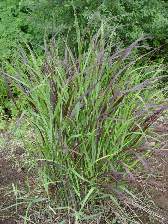 Shenandoah Switch Grass-Versatile Ornamental Grass-Attracts Pollinators ...