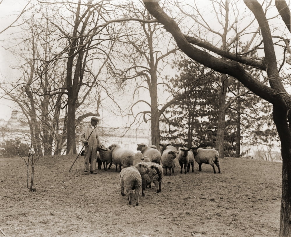 Shepherd With The White House Sheep That Kept The Lawn Trimmed And ...