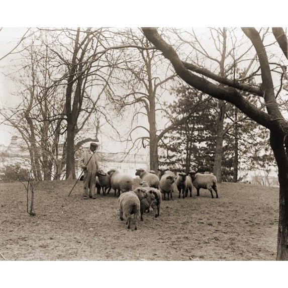 Shepherd With The White House Sheep That Kept The Lawn Trimmed And ...