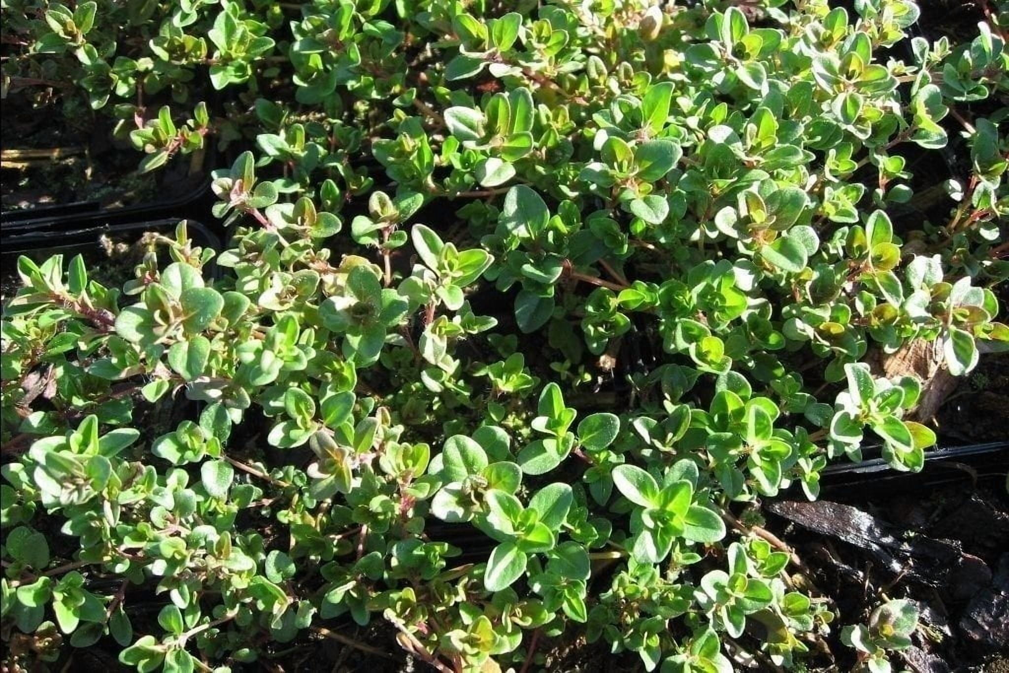 Shepherd's Thyme SeedsTRDN (THYMUS serpyllum hort.) Winter Hardiness ...