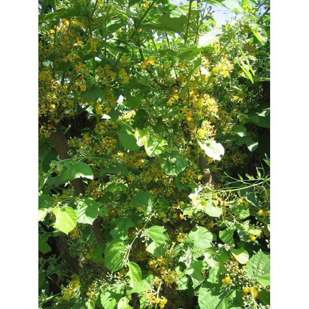 Sherbet Berry Phalsa Plant - 4 Live Starter Plants in 2 Inch Pots ...