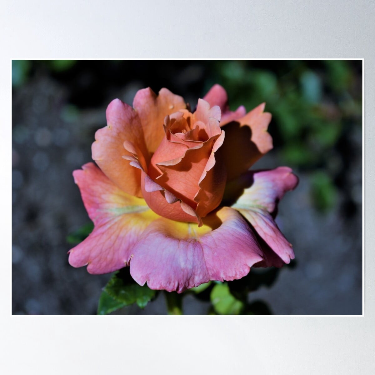 Sherbet Rose Poster Wall Art, Modern Wall Decor For Living Room Bedroom ...