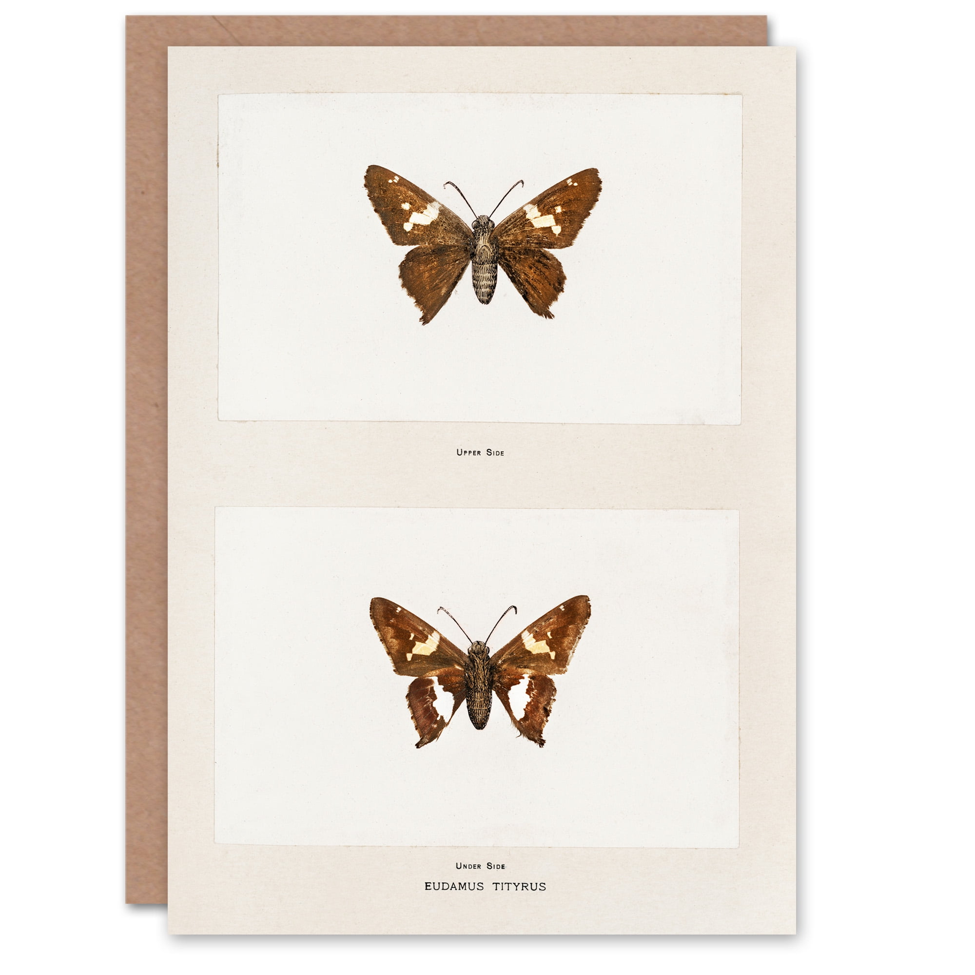 Sherman Denton Art Card Silver Spotted Skipper Butterfly - Walmart.com