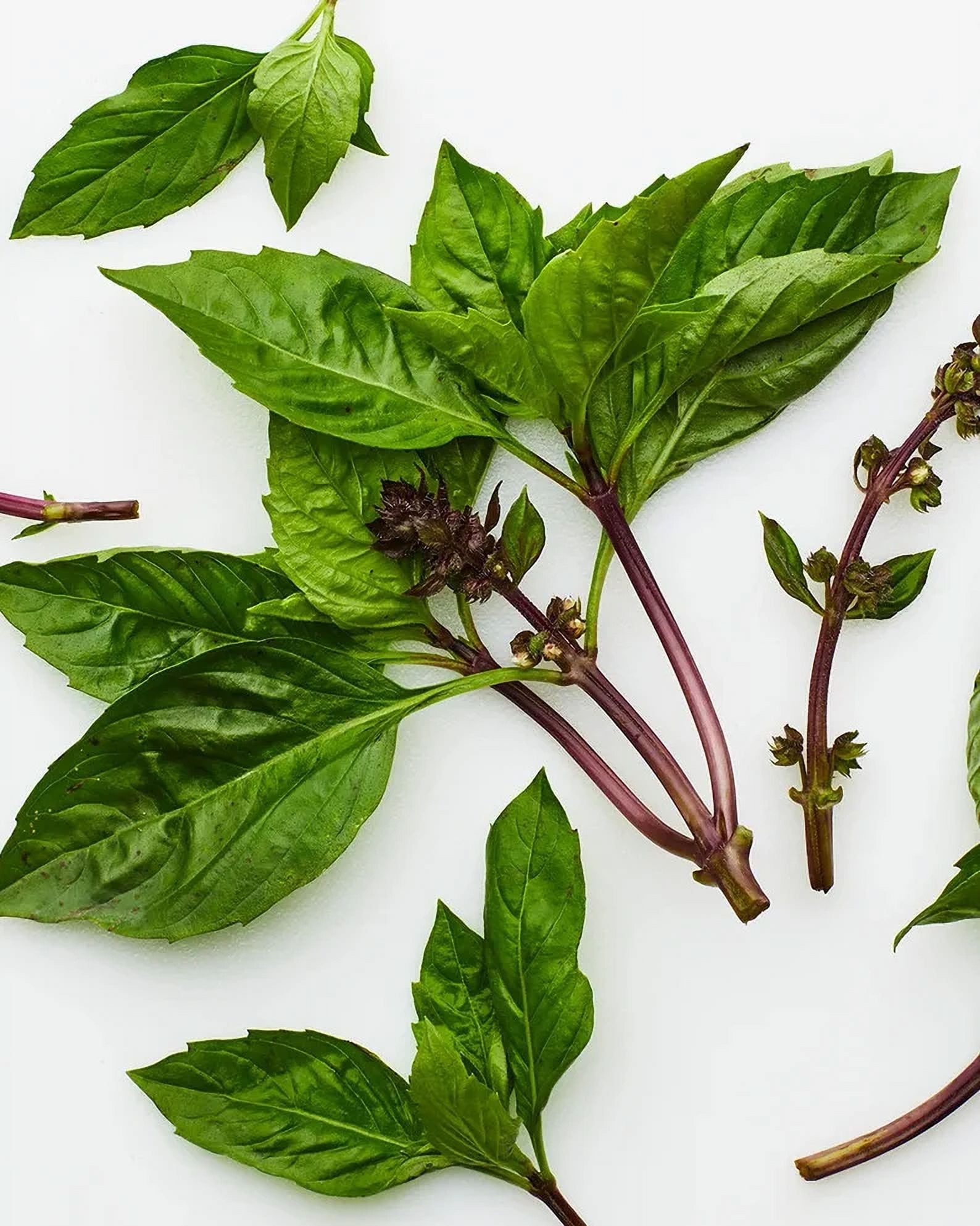 True Thai Basil Herb Húng Quế Horapha Premium Edible Planting Seed ...