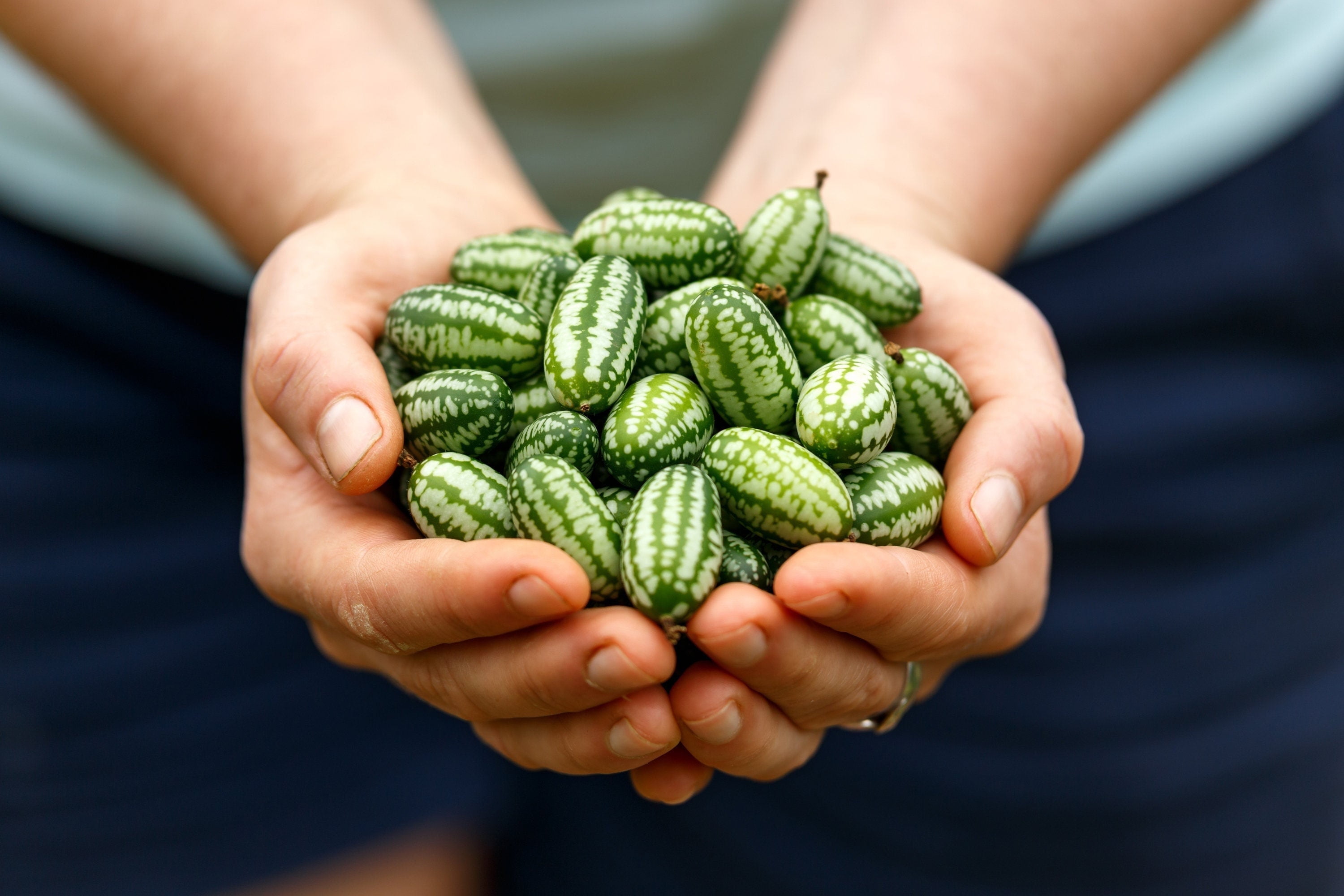 Organic Cucamelon Mexican Sour Gherkin, Heirloom Premium Seeds Packet ...