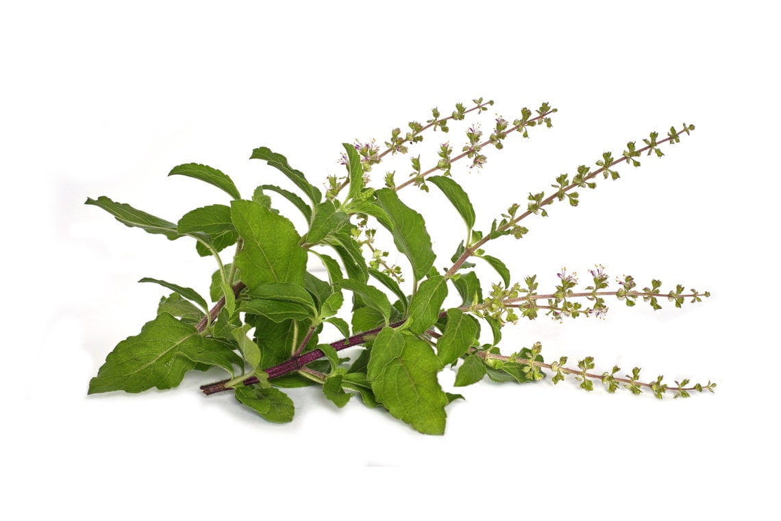Sherwood's Seeds 20 Holy Basil Plant Seed, Heirloom variety - Walmart.com