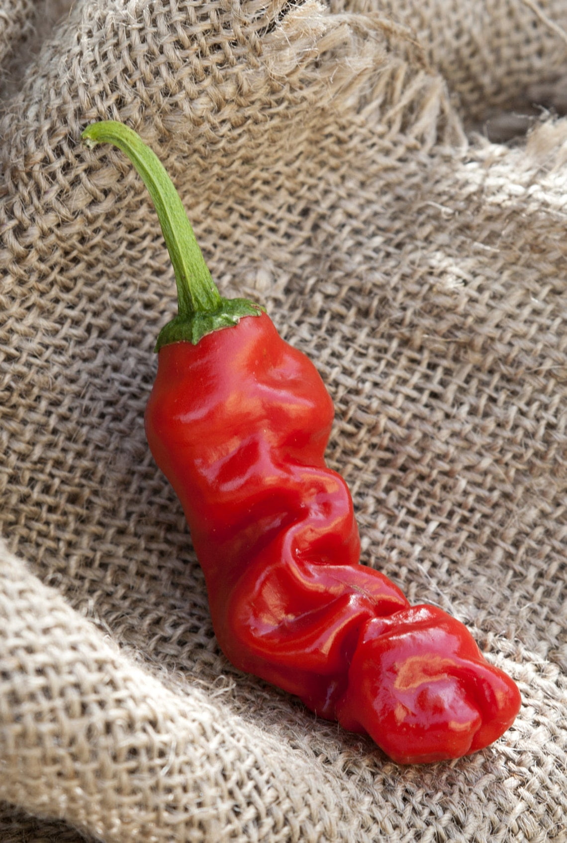 Sherwood's Seeds Peter Chili Willy Plant Seed, Hotter than Tabasco ...