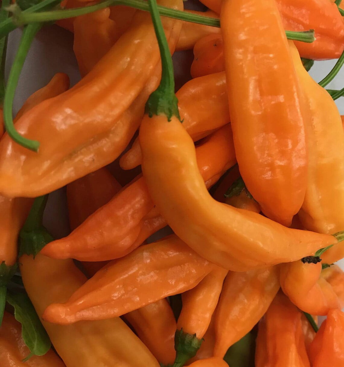 Sherwood's Seeds 10 Aji Naranja Gota Limon Kellu Uchu Chile Plant Seeds ...