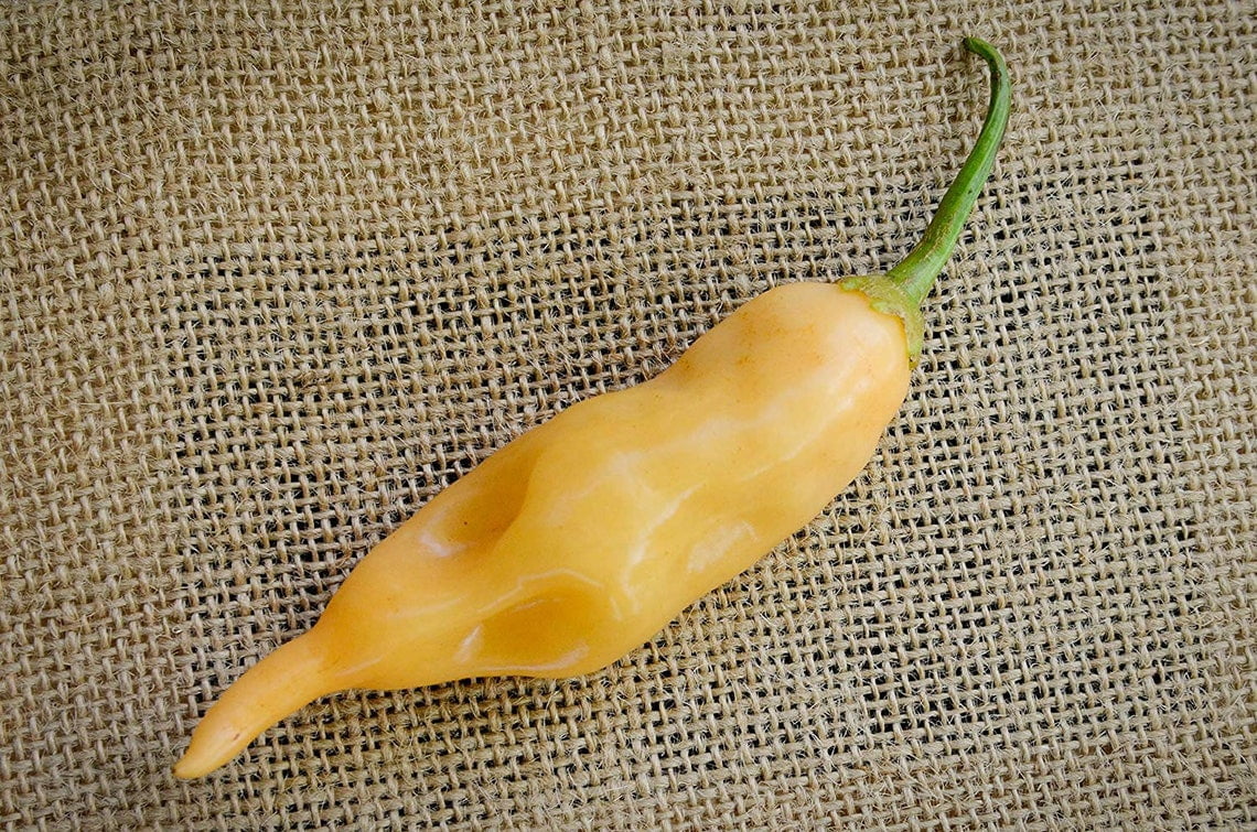 Sherwoods Seeds Gatherers Gold Wild Yellow Pepper Premium Seeds Packet ...