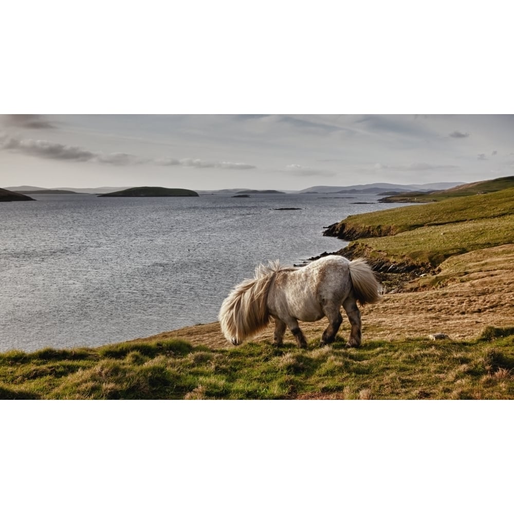 Shetland Pony At Shore; Shetland Scotland Poster Print - Walmart.com