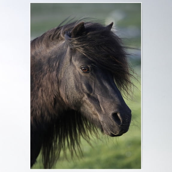 Shetland Pony Mare Poster Wall Art Modern Wall Decor For Living Room ...