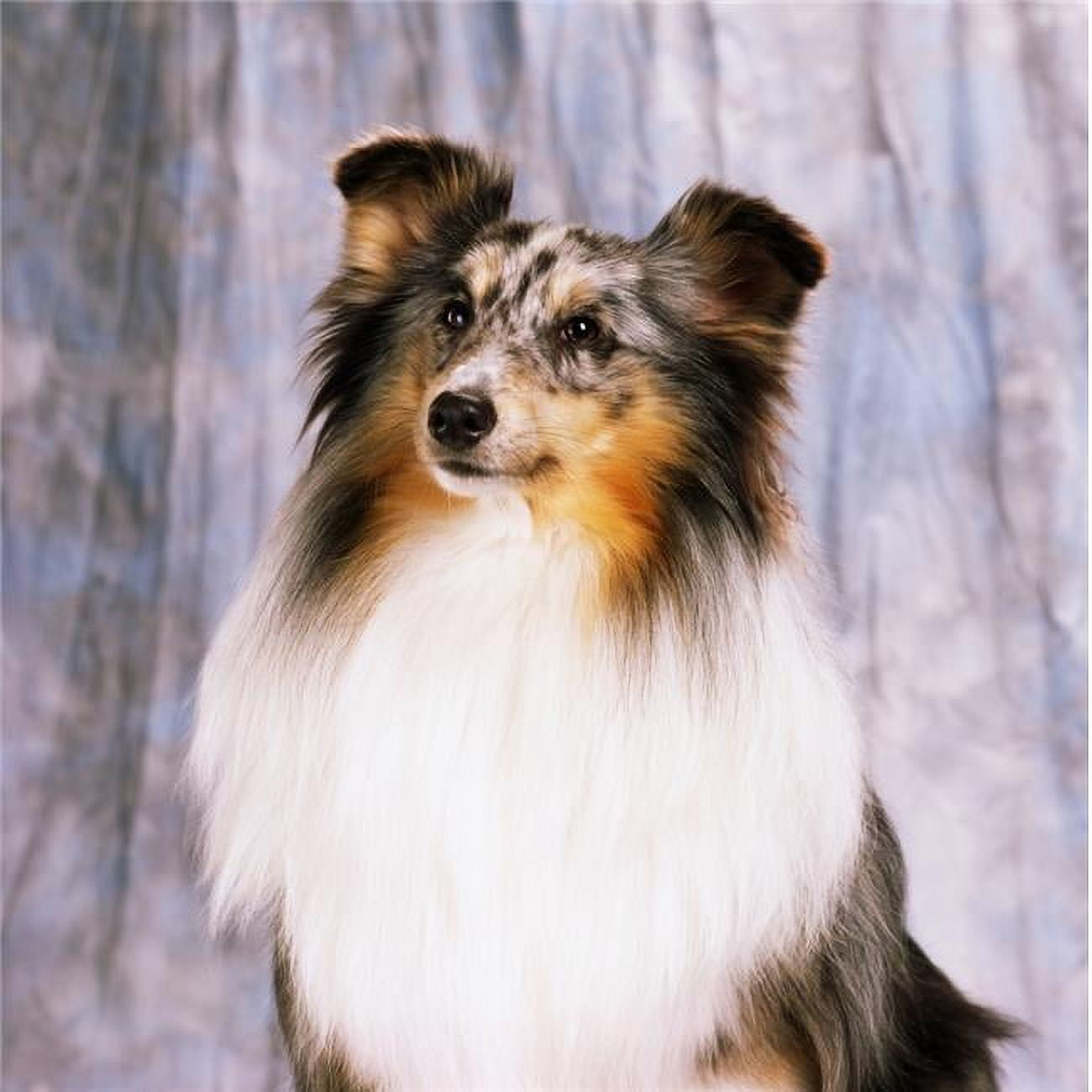 Shetland Sheepdog - Portrait of A Dog Poster Print by The Irish Image ...