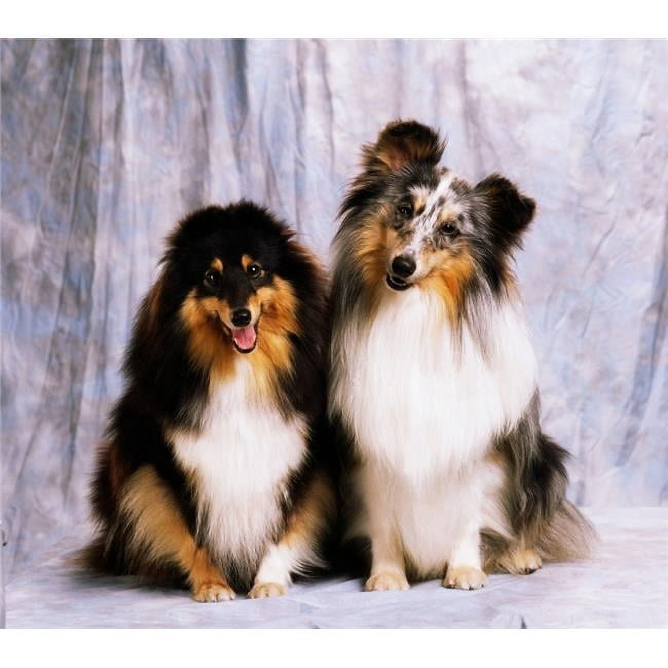 Shetland Sheepdogs - Portrait of Two Dogs Poster Print by The Irish ...