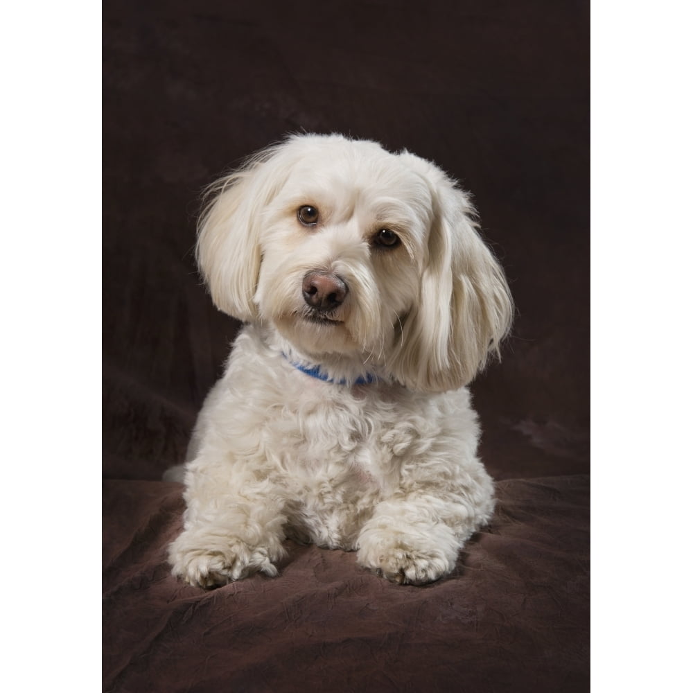 Shih Tzu-Poodle On A Brown Muslin Backdrop Poster Print - Walmart.com