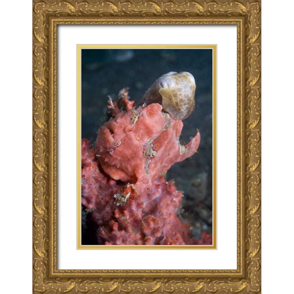 Shimlock, Jones 11x14 Gold Ornate Wood Framed with Double Matting ...