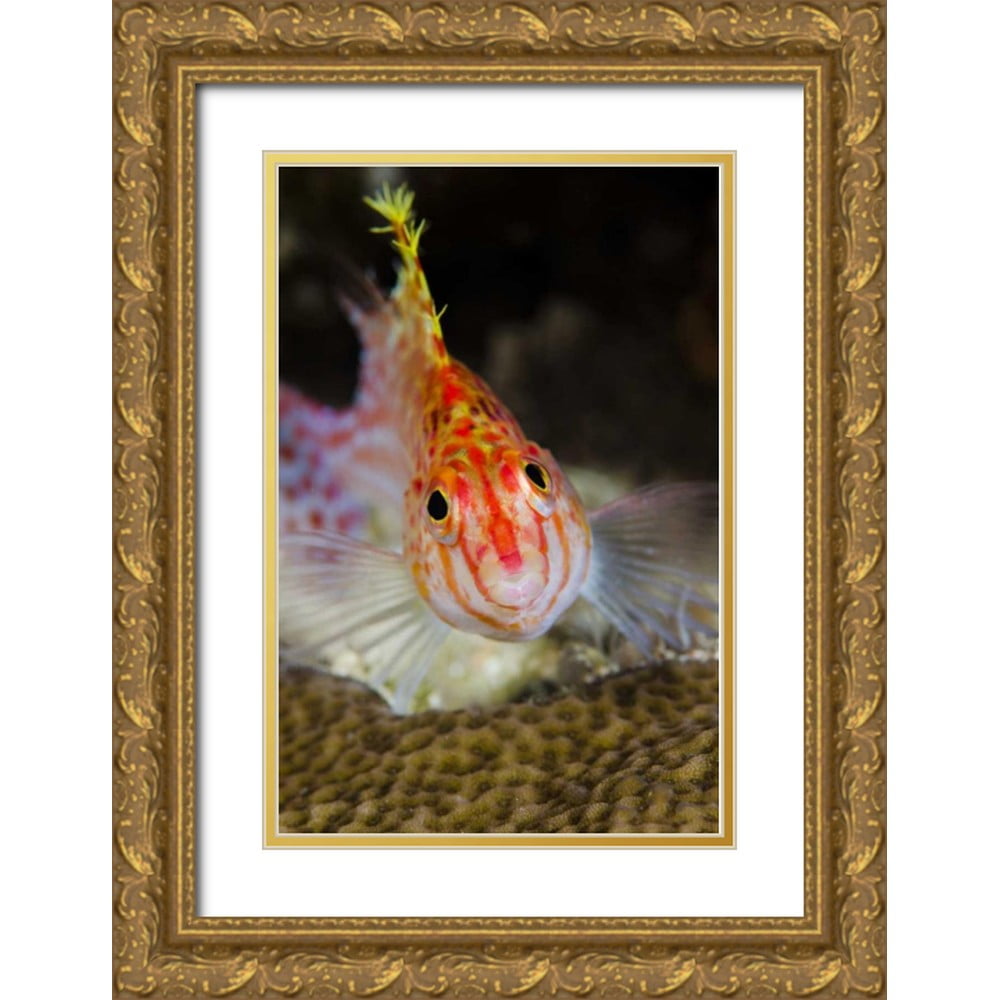 Shimlock, Jones 11x14 Gold Ornate Wood Framed with Double Matting ...