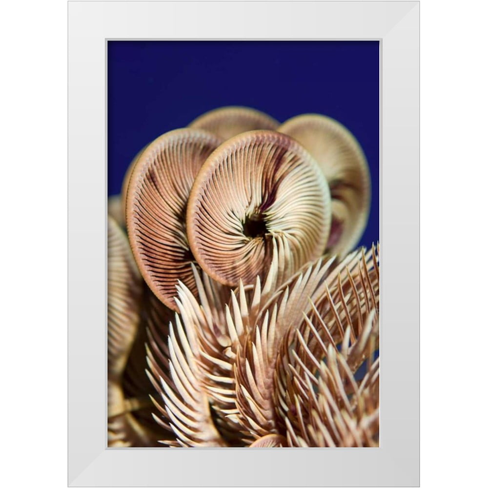 Shimlock, Jones 11x14 White Modern Wood Framed Museum Art Print Titled ...