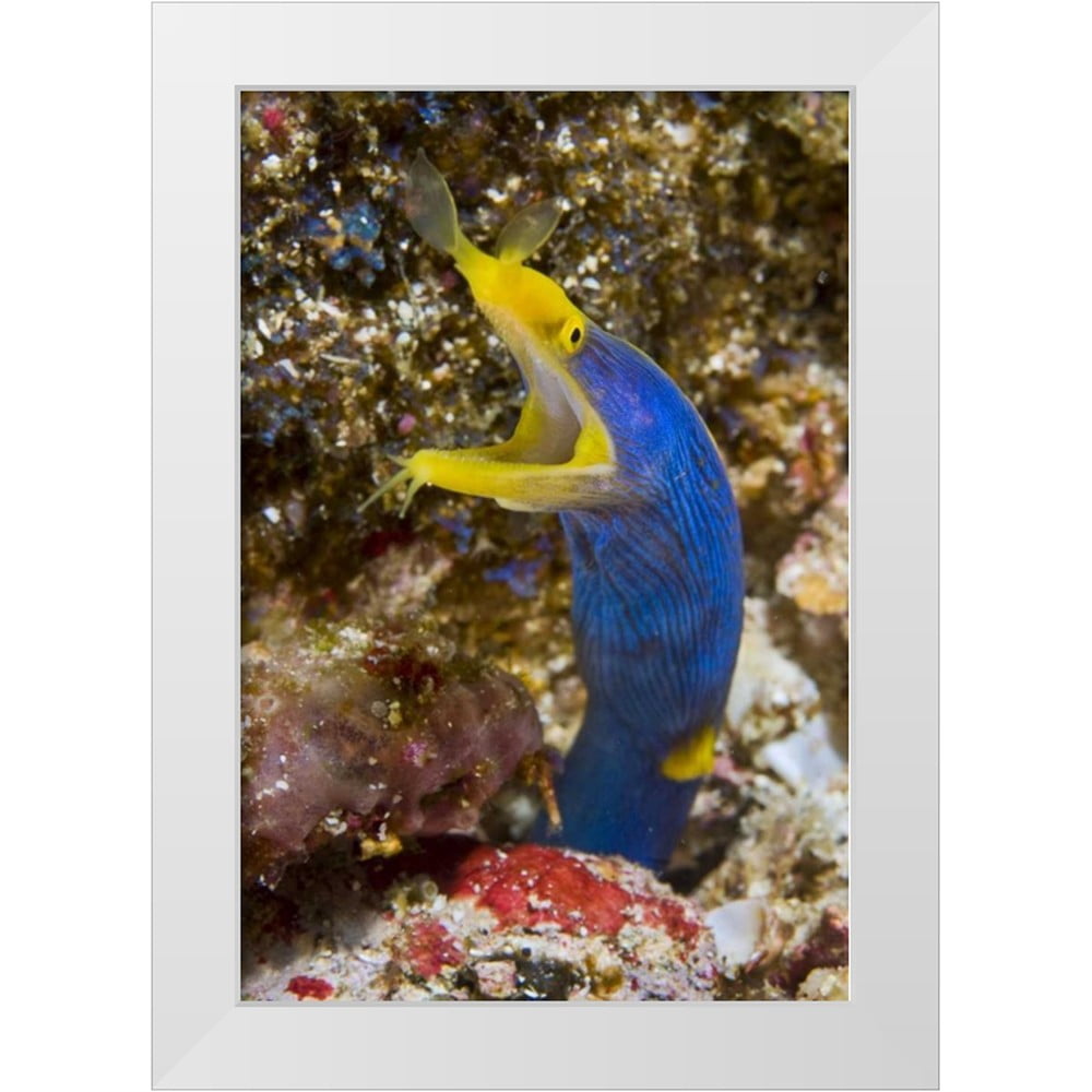 Shimlock, Jones 11x14 White Modern Wood Framed Museum Art Print Titled ...