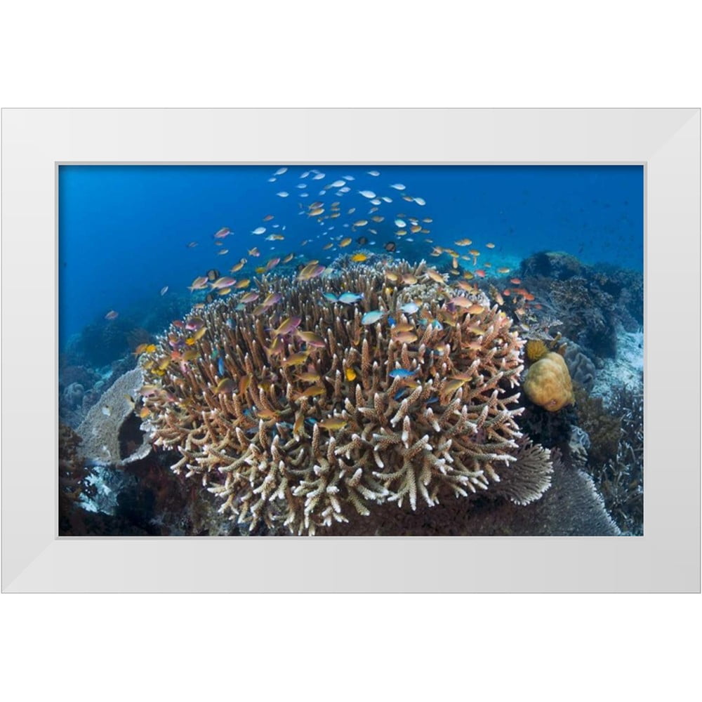 Shimlock, Jones 14x10 White Modern Wood Framed Museum Art Print Titled ...